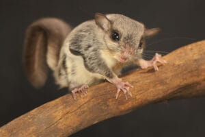 4 Common Types of Squirrels in Michigan (2023 Guide) - The Gardening Dad