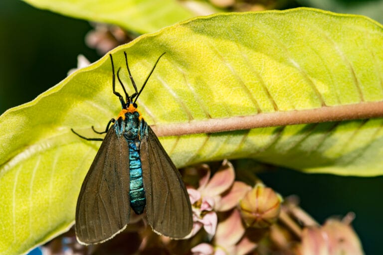 10 Common Moths of Wisconsin (2023 Guide) - The Gardening Dad