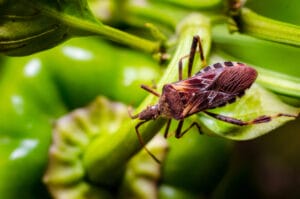 10 Red Insects in Utah (2023 Guide) - The Gardening Dad