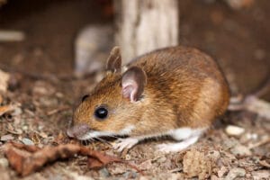 7 Common Types of Mice in New York (2023 Guide) - The Gardening Dad