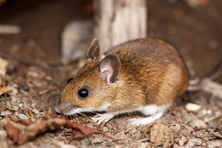 7 Common Types of Mice in Minnesota (2023 Guide) - The Gardening Dad