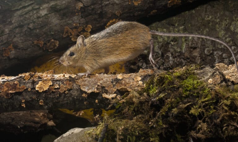 7 Common Types of Mice in Ohio (2023 Guide) - The Gardening Dad