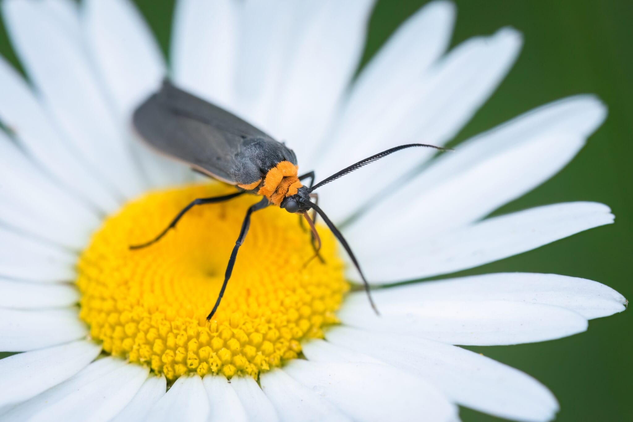10 Common Moths of Wisconsin (2023 Guide) - The Gardening Dad